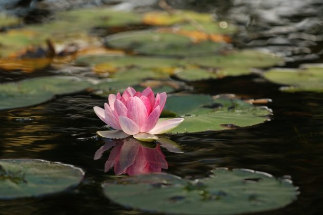 National Flower Of India | Lotus | RitiRiwaz