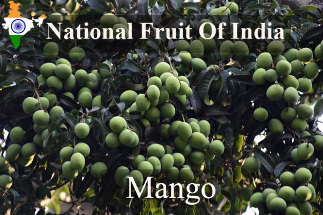 National Symbols Of India | RitiRiwaz