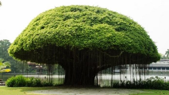 National Symbols Of India | RitiRiwaz