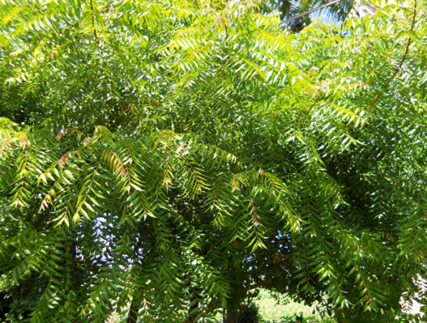 Significance of Neem Tree in Hinduism | RitiRiwaz