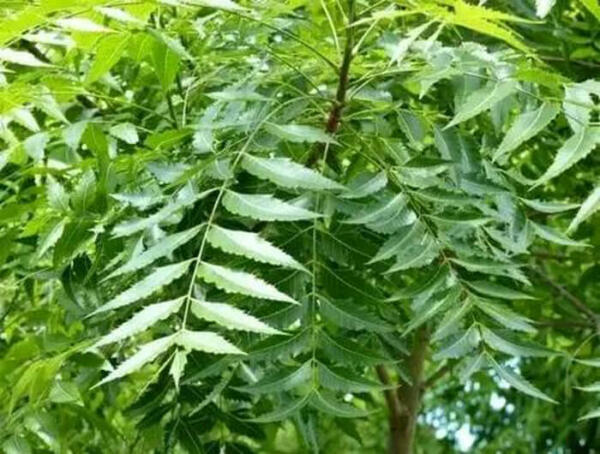 Significance of Neem Tree in Hinduism | RitiRiwaz