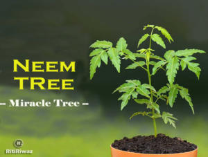 Significance of Neem Tree in Hinduism | RitiRiwaz