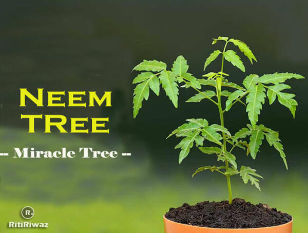 Significance of Neem Tree in Hinduism | RitiRiwaz