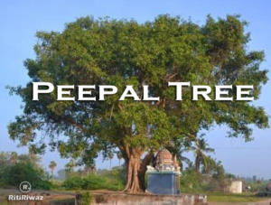 Peepal Tree – Significance and Importance | RitiRiwaz