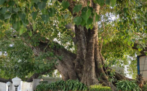Peepal Tree – Significance and Importance | RitiRiwaz