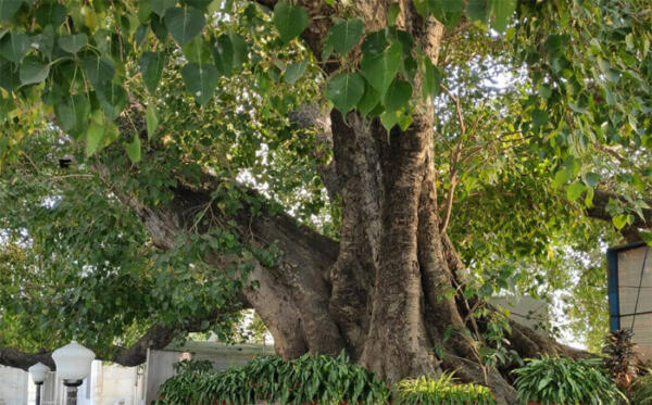 Peepal Tree – Significance and Importance | RitiRiwaz