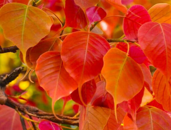 Peepal Tree – Significance and Importance | RitiRiwaz